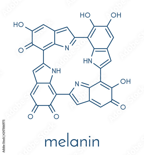 Melanin (eumelanin), proposed oligomeric structure model. Primary ...
