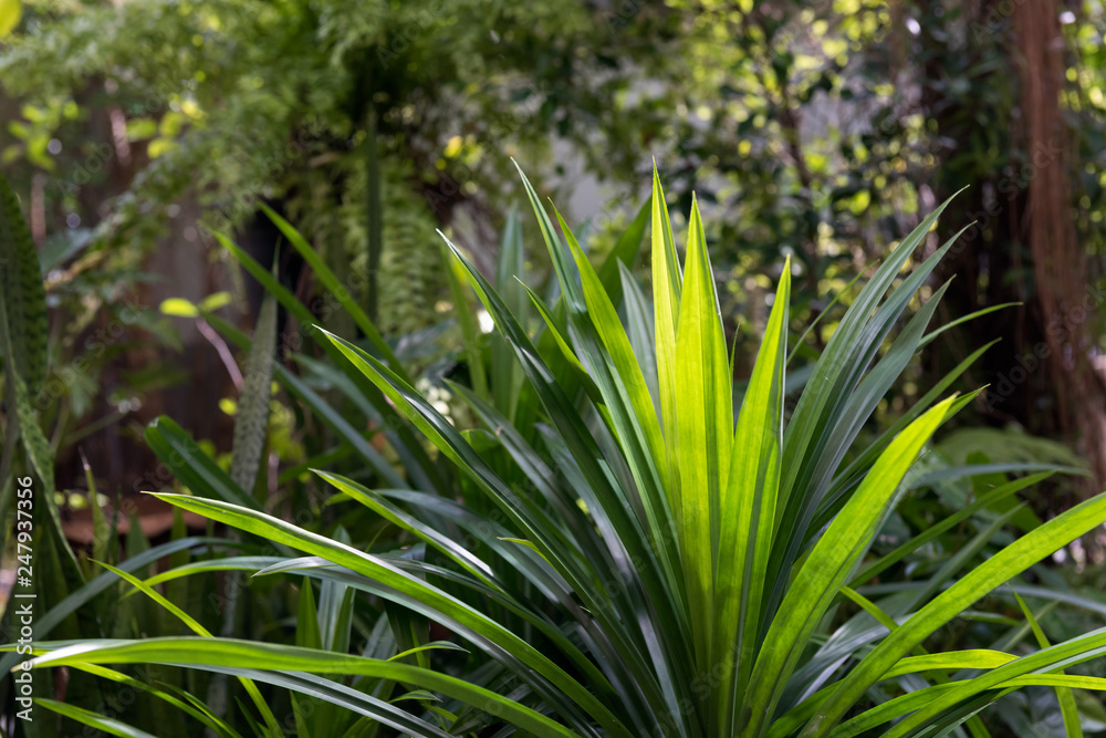 Pandanus amaryllifolius, Thai ingredient food for smell and sweetness ...