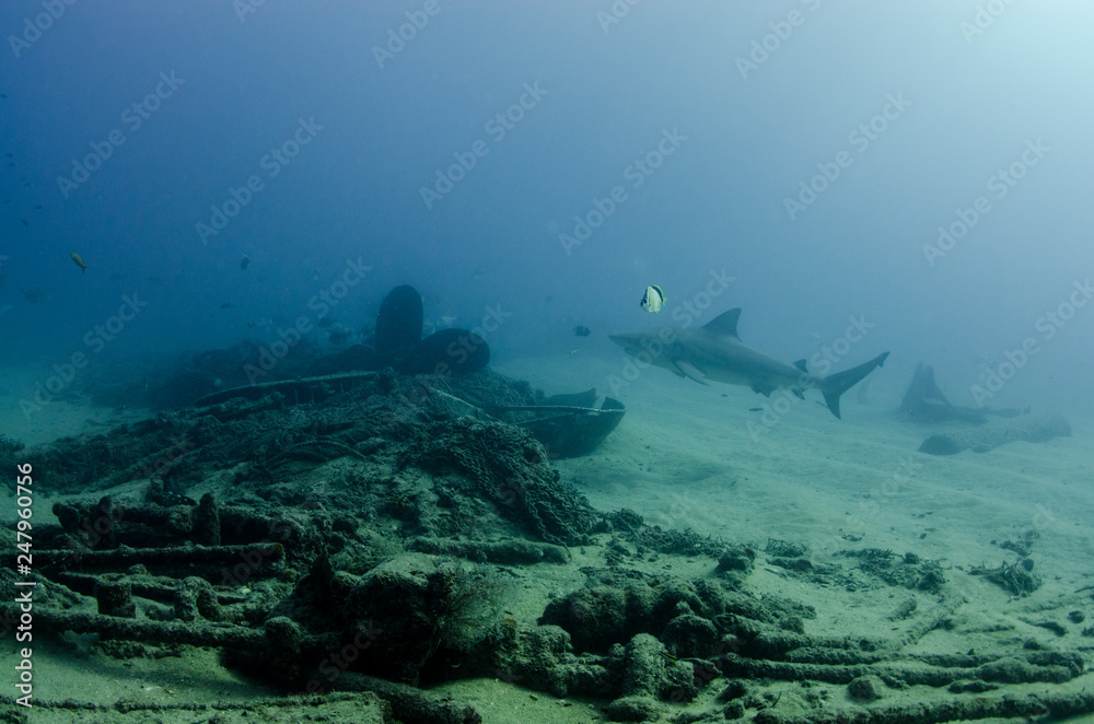 Bull Shark (Carcharhinus leucas). reefs of the Sea of Cortez, Pacific ...