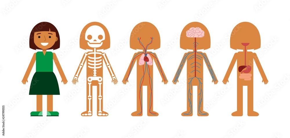 Vector illustration of body anatomy . Human skeleton, circulatory ... Vector illustration of body anatomy . Human skeleton, circulatory ...