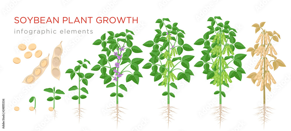 Soybean plant growth stages infographic elements. Growing process of ...