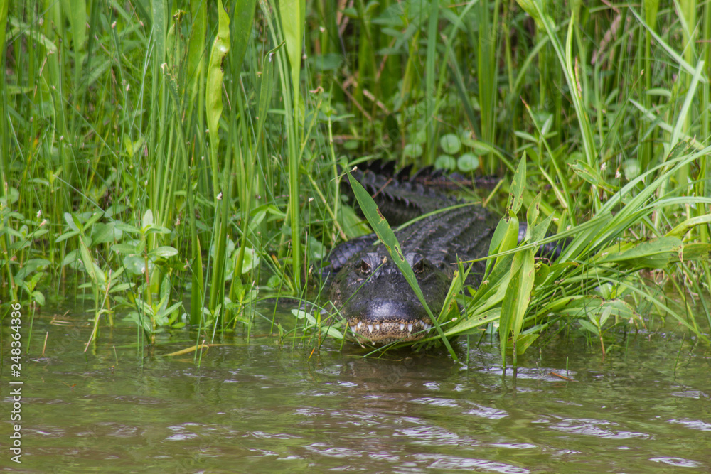 Foto de Stock Alligator peering through grass in swamp in Jean Lafitte ...