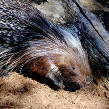 Porcupine Attack Free Stock Photo - Public Domain Pictures