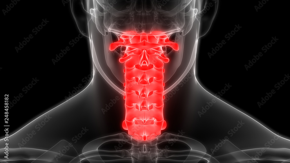 Human Skeleton System Vertebral Column Cervical Vertebrae Anatomy Stock ...