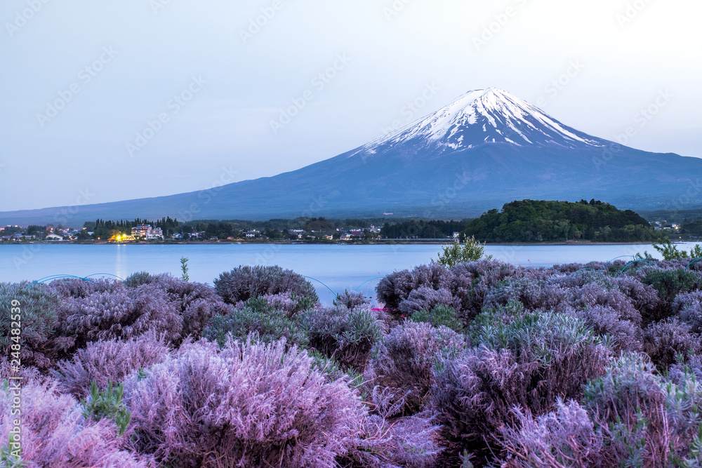 Fuji Mountain and Flower flieds view i front , mt.fuji background lake ...