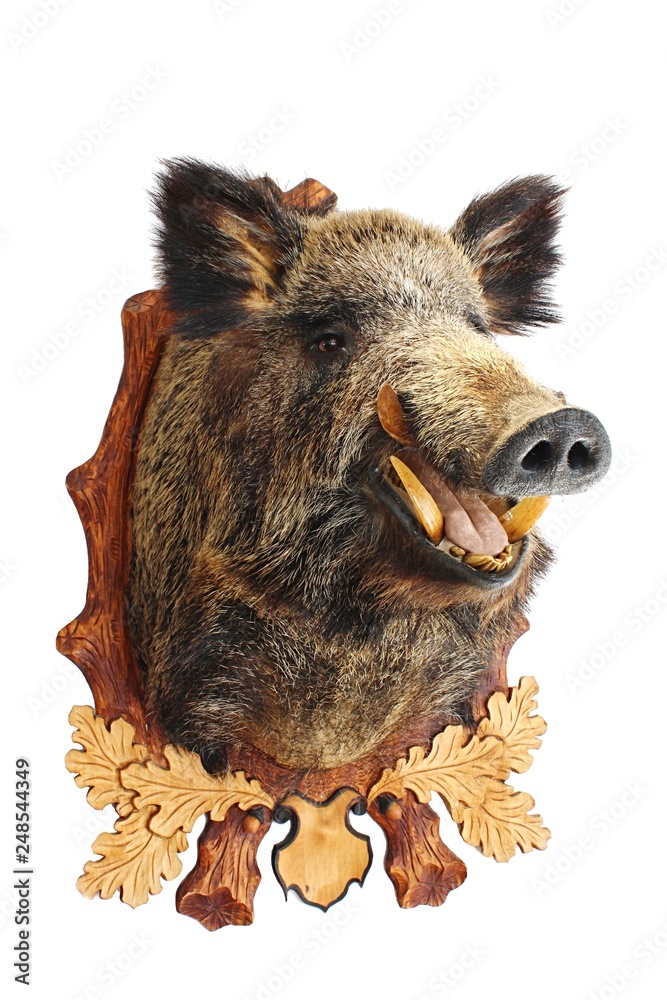 Trophy of wild boar head with large tusks hanged on decorative wooden ...