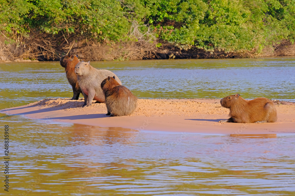 Capybara family, Hydrochoerus Hydrochaeris, also called chiguire ...