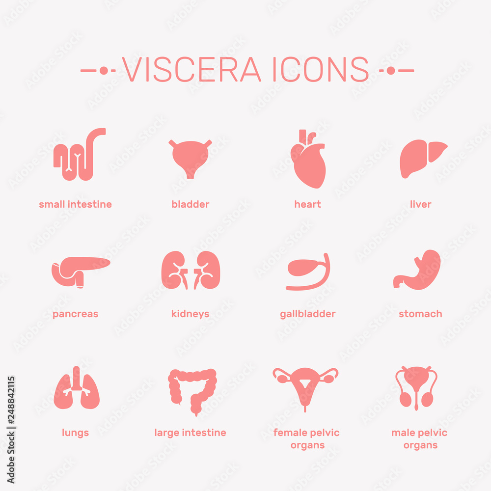 Viscera vector illustration. Viscera vector illustration. The internal ...