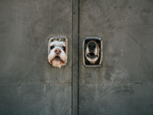 Dog Behind The Window Free Stock Photo - Public Domain Pictures