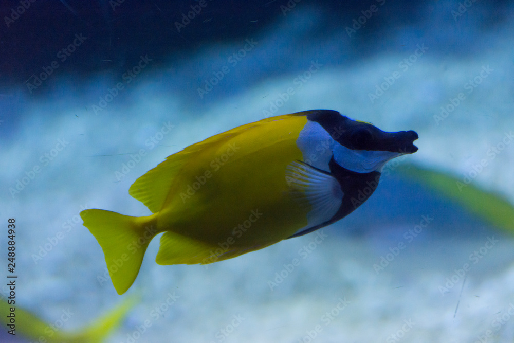 Small yellow black and white coral reef fish swimming underwater in ...