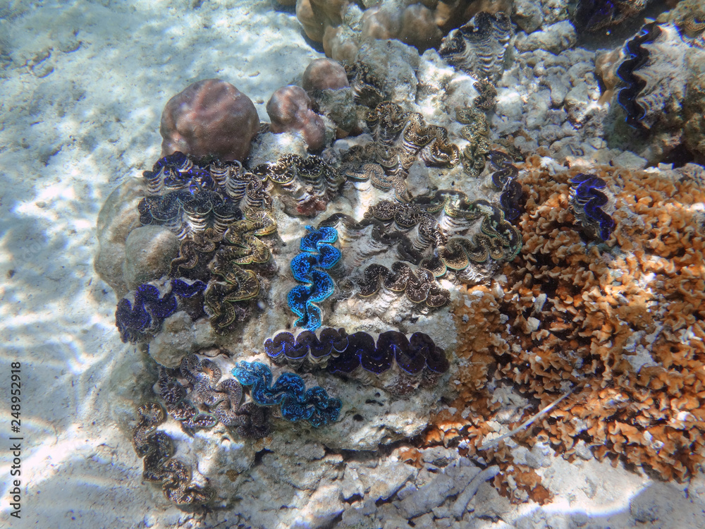 Underwater view of a Giant Clam (Tridacna Gigas) with blue lips in the ...