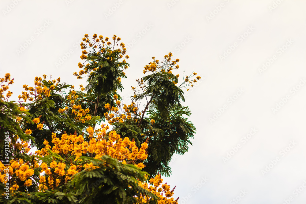 Beautiful yellow Peltophorum pterocarpum flowers on tree, commonly ...