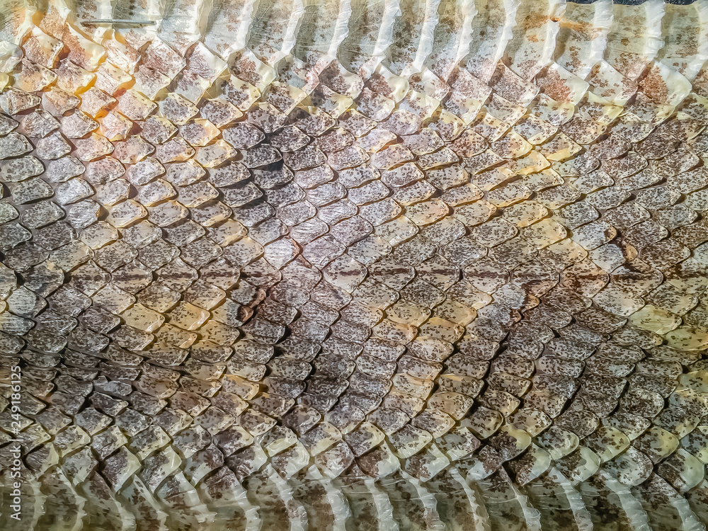 Dried snake skin of Malayan pit viper (Calloselasma rhodostoma) for ...