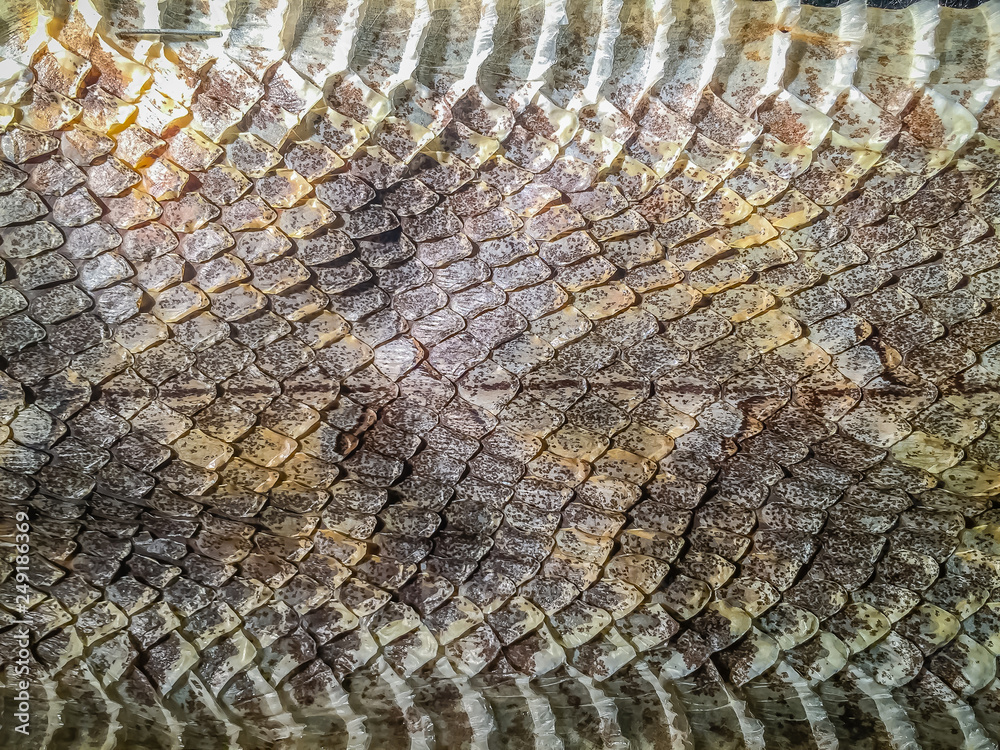Dried snake skin of Malayan pit viper (Calloselasma rhodostoma) for ...