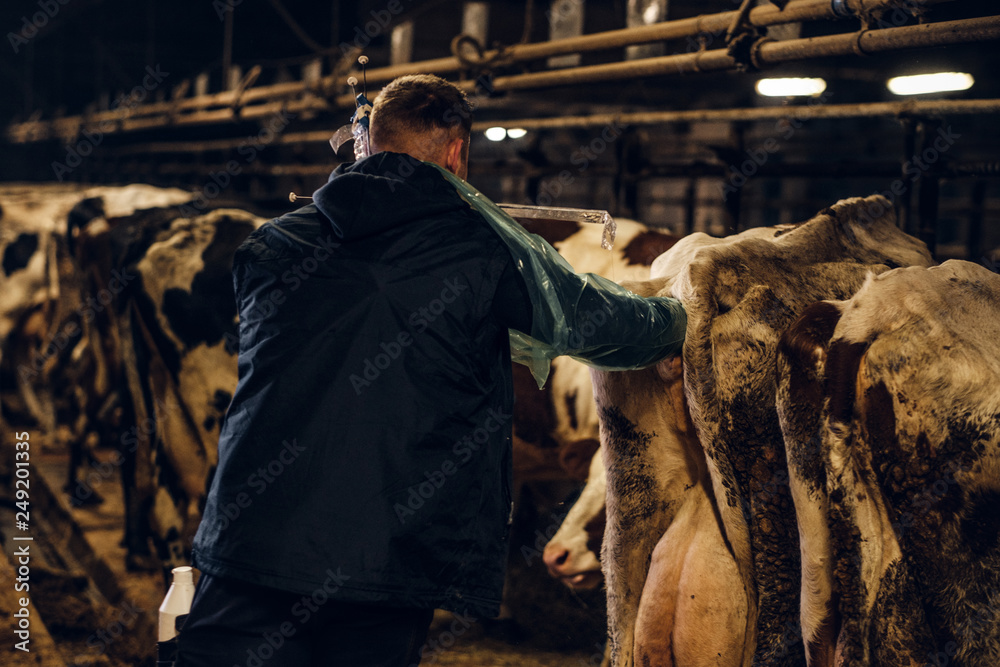 Back view of a veterinarian makes the procedure of artificial ...
