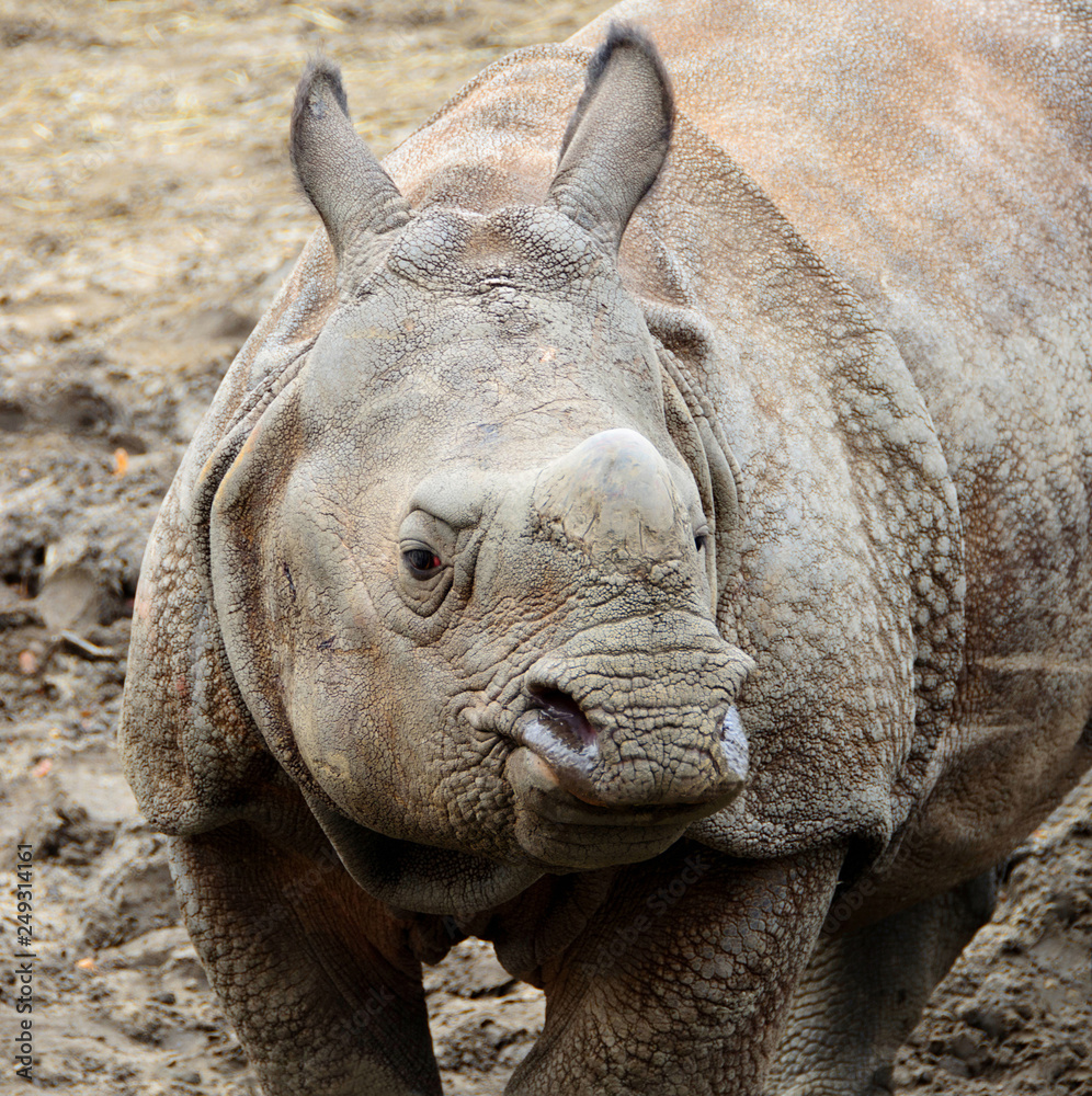 Foto Beautiful Indian One Horned Rhinoceros. Curious & happy young ...