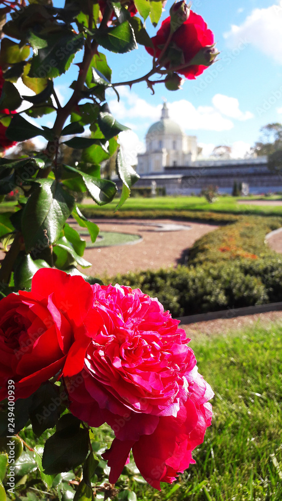 Images Romantic Love Rose Flower - Infoupdate.org