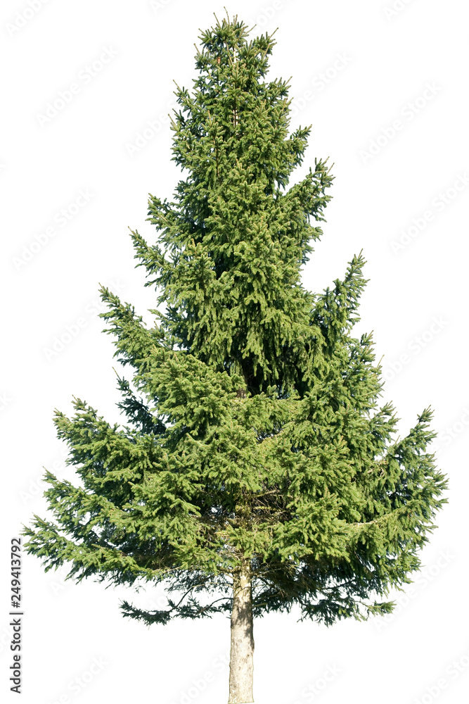 Picea abies - Gemeine Fichte, Gewöhnliche Fichte, Rotfichte, Rottanne ...