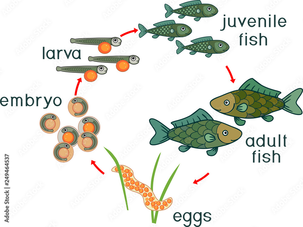 Life cycle of fish. Sequence of stages of development of fish from egg ...