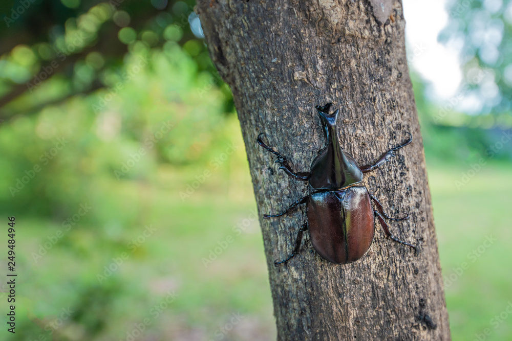 A brown Male Rhinoceros, Rhino Beetle, Unicorn Beetle, A brown beetle ...