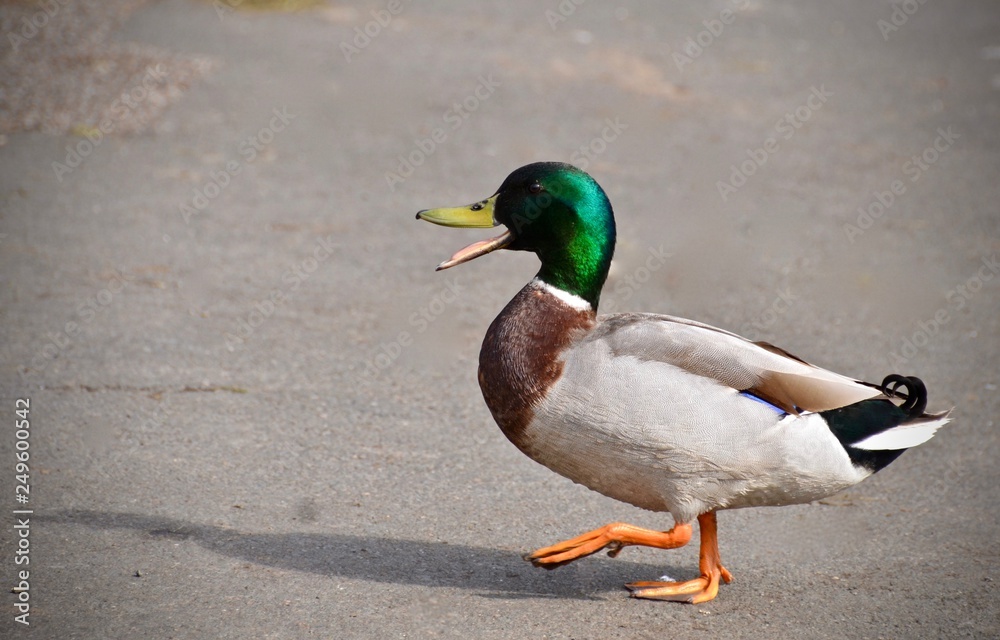 Quacking Duck Stock Photo | Adobe Stock