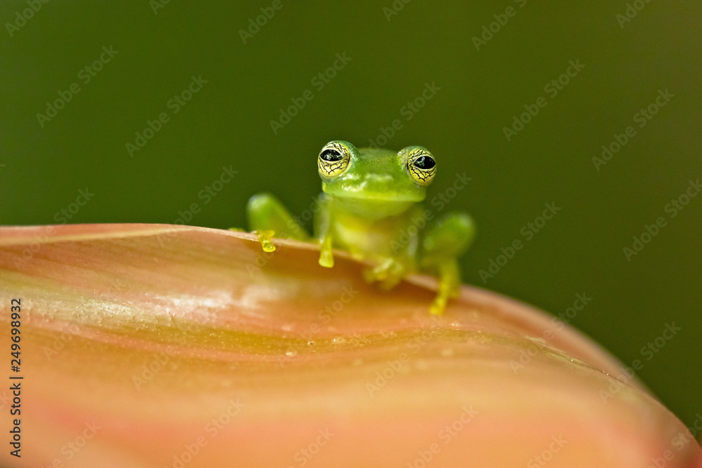 Spiny Cochran frog (Teratohyla spinosa) found in the Pacific lowlands ...