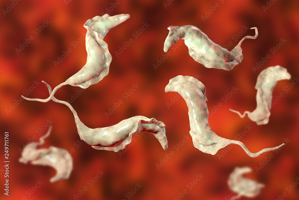 Trypanosoma cruzi parasites, 3D illustration. A protozoan that causes ...