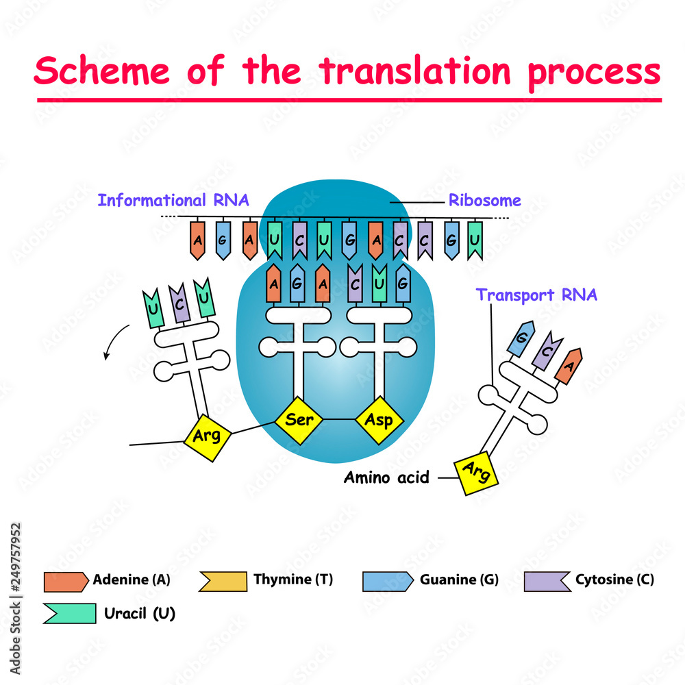 Scheme of the translation process. syntesis of mRNA from DNA in the ...