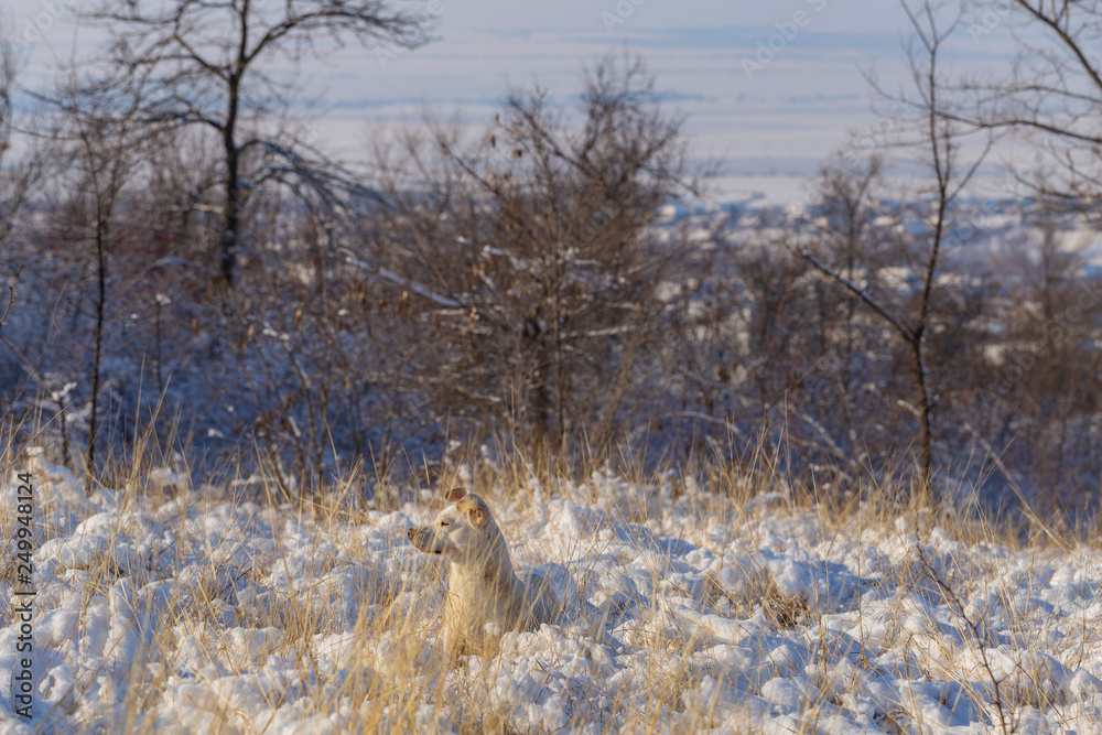 The white dog in the snow. The alpha female dominates the winter forest ...