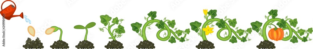 Life cycle of pumpkin plant. Growth stages from seeding to flowering ...