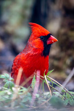 Northern Cardinal On Ground Free Stock Photo - Public Domain Pictures