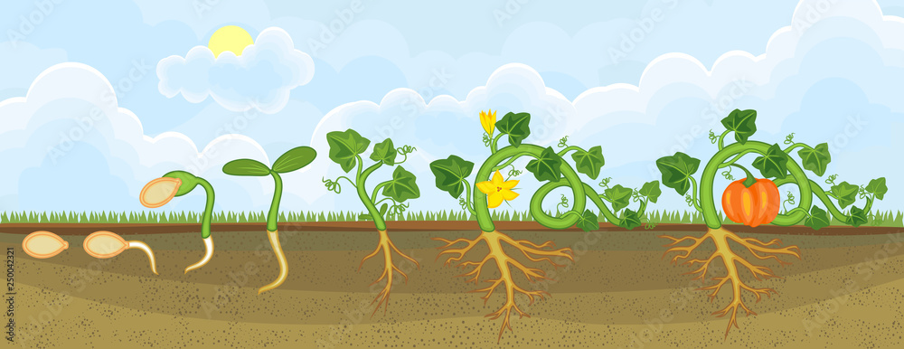 Life cycle of pumpkin plant. Growth stages from seeding to flowering ...