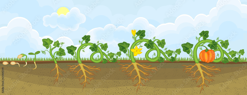 Life cycle of pumpkin plant. Growth stages from seeding to flowering ...