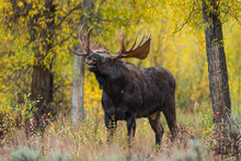 Fall Autumn Moose Free Stock Photo - Public Domain Pictures