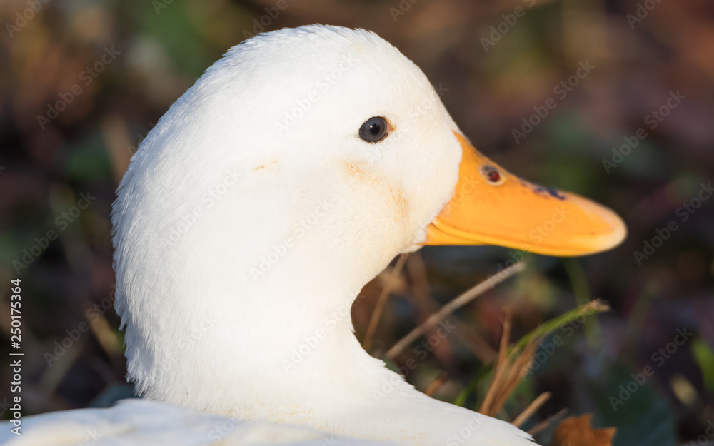 American Pekin portrait The Pekin or White Pekin is an American breed ...