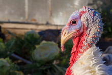 Turkey Bird Head Close-up Free Stock Photo - Public Domain Pictures