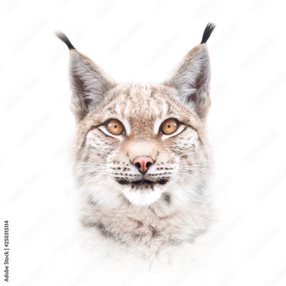 European lynx face isolated on white background Stock Photo | Adobe Stock