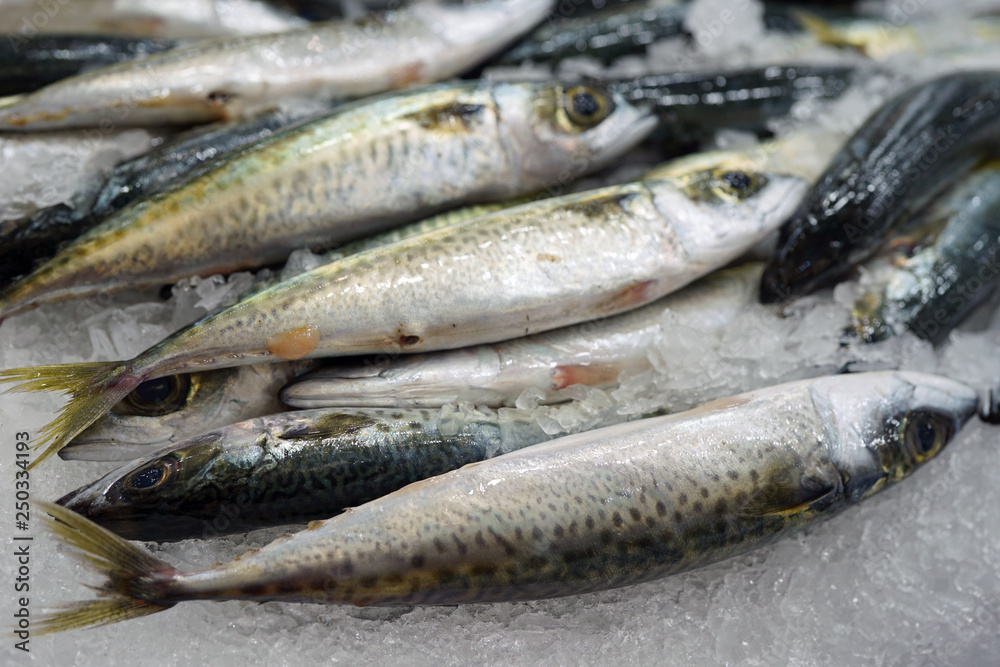 Baby blue mackerel fish on ice at a seafood market Stock Photo | Adobe ...