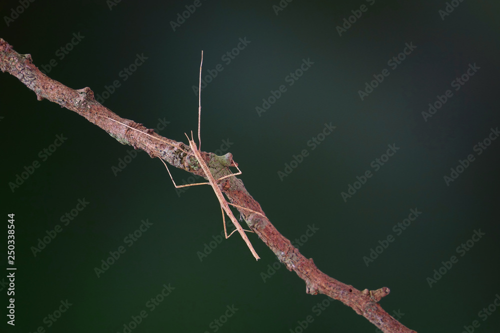 Walking stick insect or Phasmids (Phasmatodea or Phasmatoptera) also ...