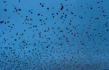 Murder Of Crows Free Stock Photo - Public Domain Pictures