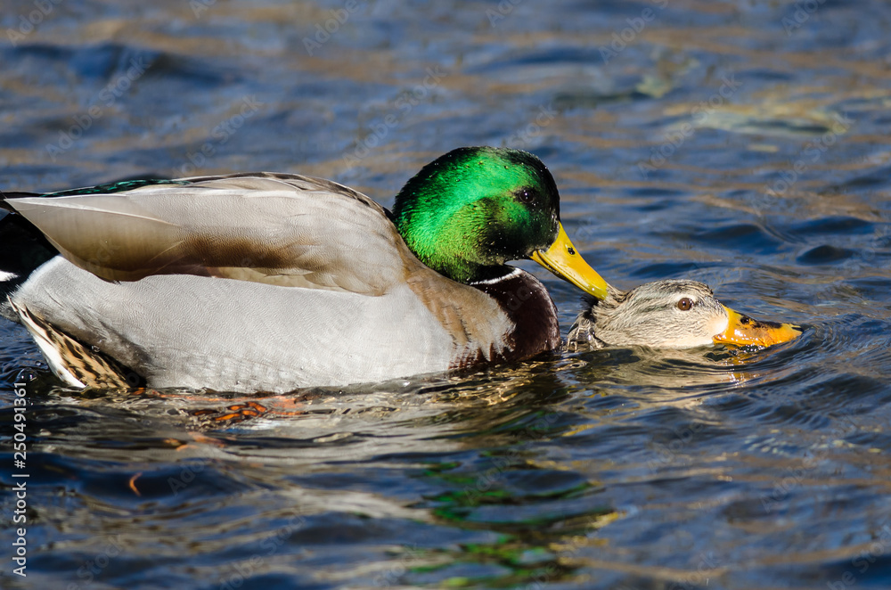 Pair of Mallard Ducks Mating on the Water Stock Photo | Adobe Stock