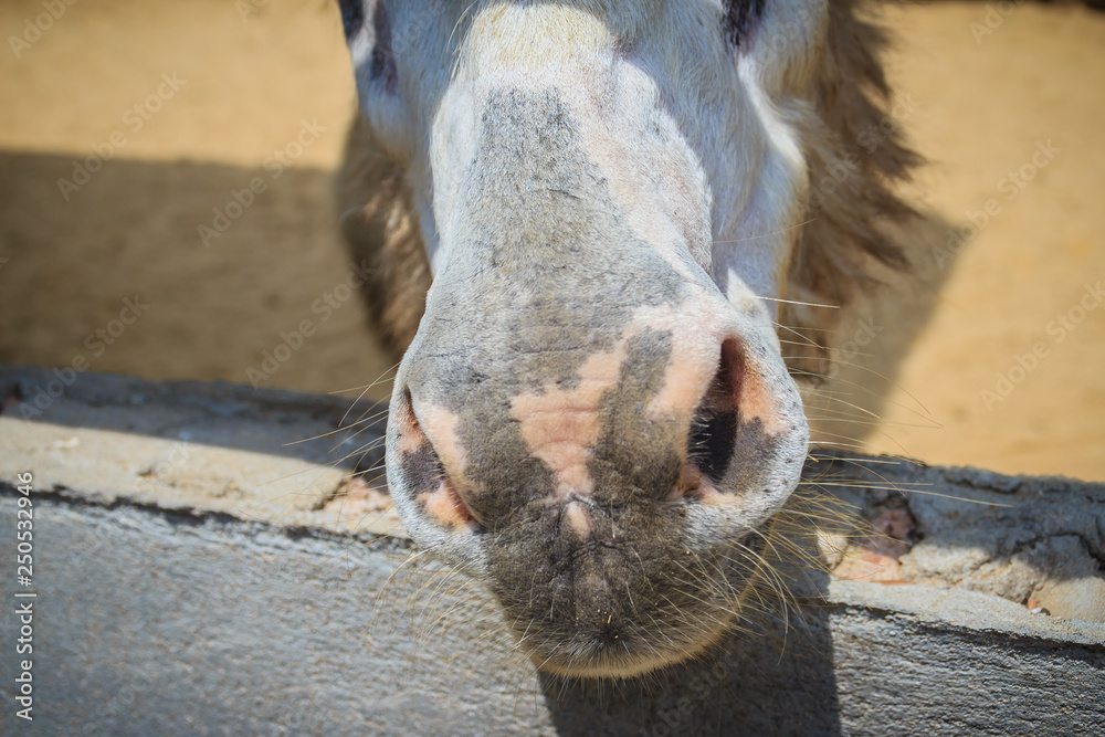 A mule in the stable. Mule is the offspring of a male donkey (jack) and ...