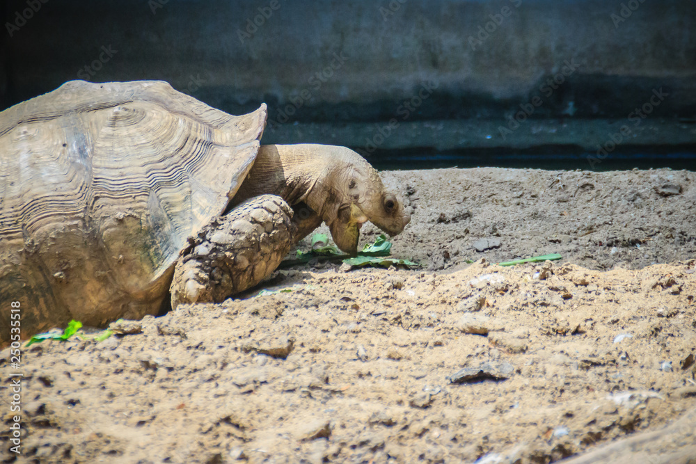 Giant African spurred tortoise (Centrochelys sulcata) is eating food ...
