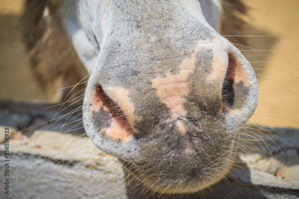 A mule in the stable. Mule is the offspring of a male donkey (jack) and ...