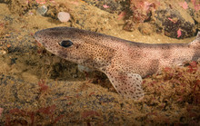 Small Spotted Catshark Free Stock Photo - Public Domain Pictures