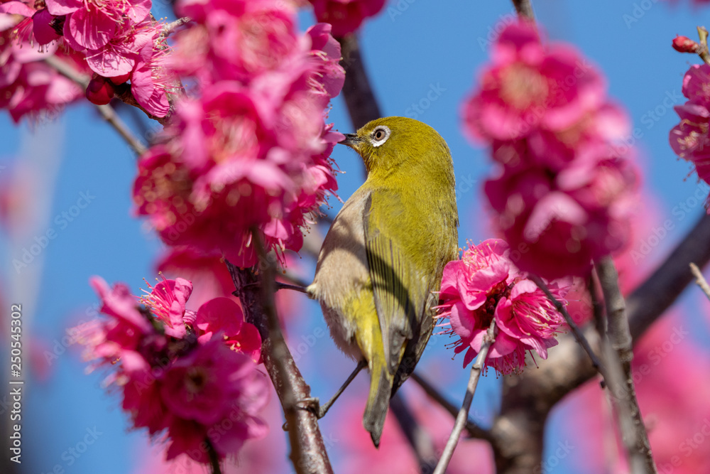 Red plum flower and Japanese White-eye, Aobanomori park in Chiba city ...