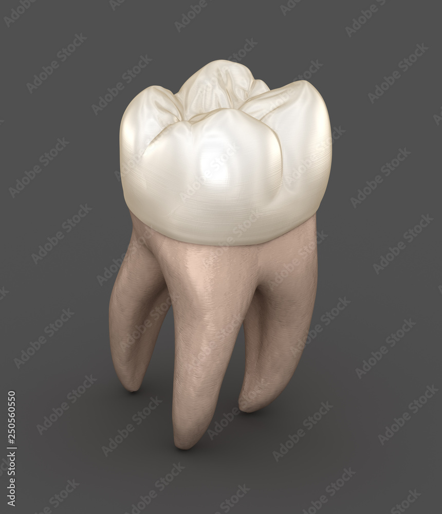Ilustración de Stock Dental anatomy - First maxillary molar tooth. Medically accurate dental 3D ...