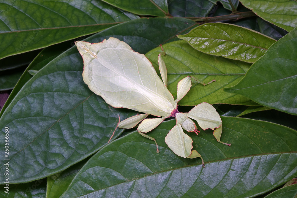 Leaf insect (Phyllium westwoodii) Green leaf insect or Walking leaves ...