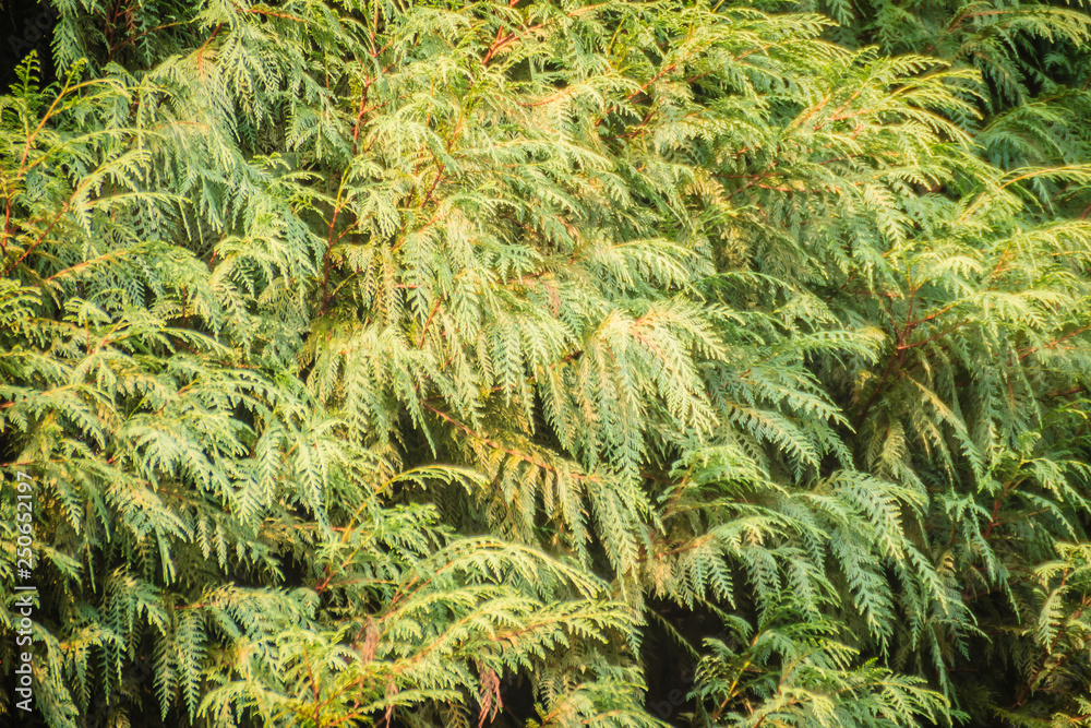 Evergreen Microbiota decussata (Siberian carpet cypress, Russian arbor ...