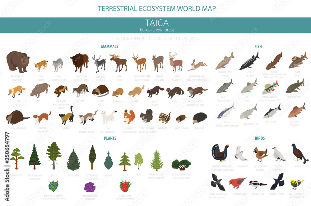 Taiga biome, boreal snow forest 3d isometry design. Terrestrial ...